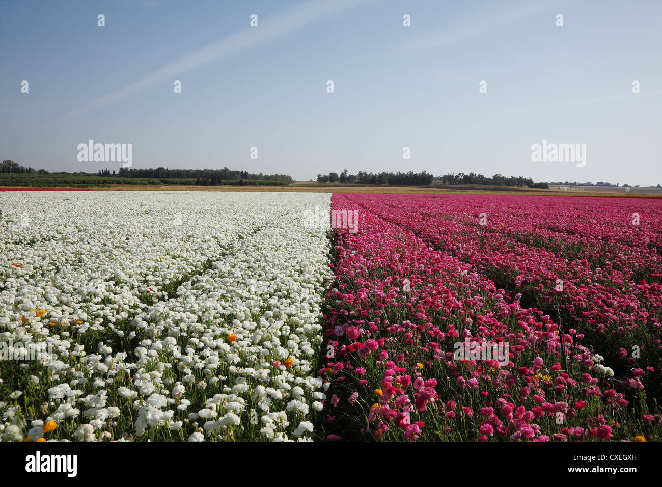 Large field of flowers Stock Photo - Alamy