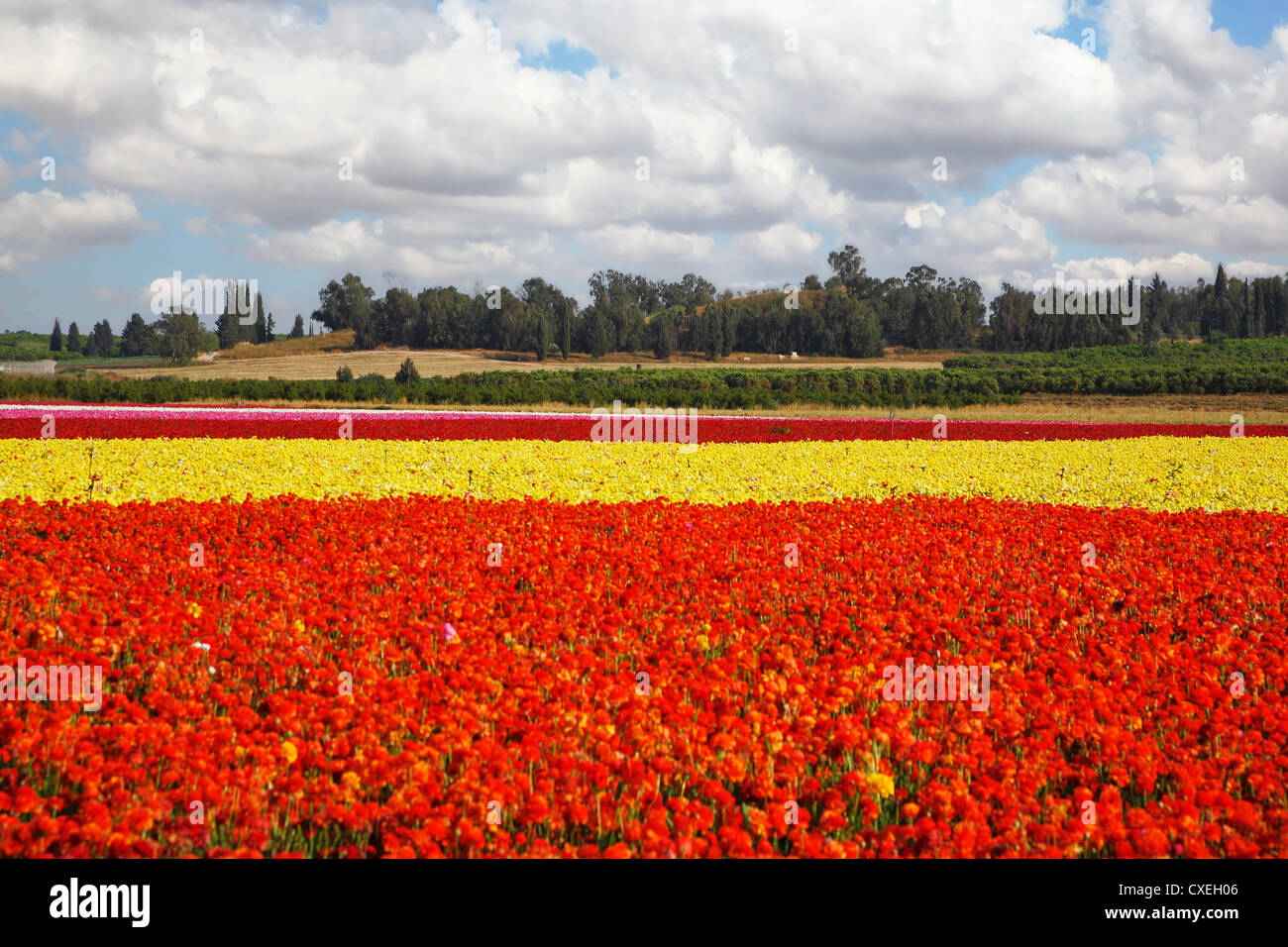 Israel landscape flower hi-res stock photography and images - Alamy