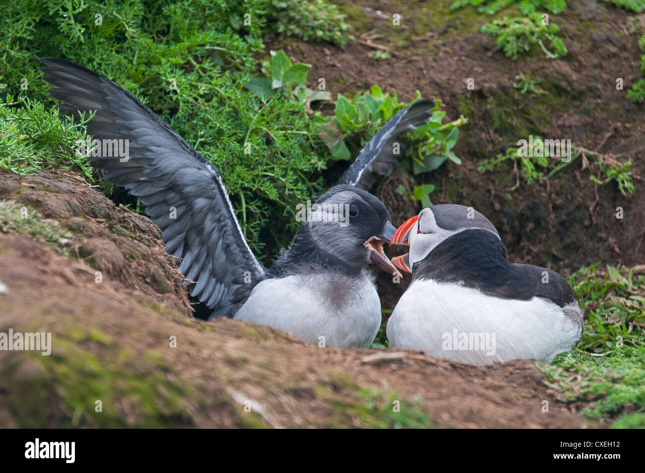 Puffling hi-res stock photography and images - Alamy