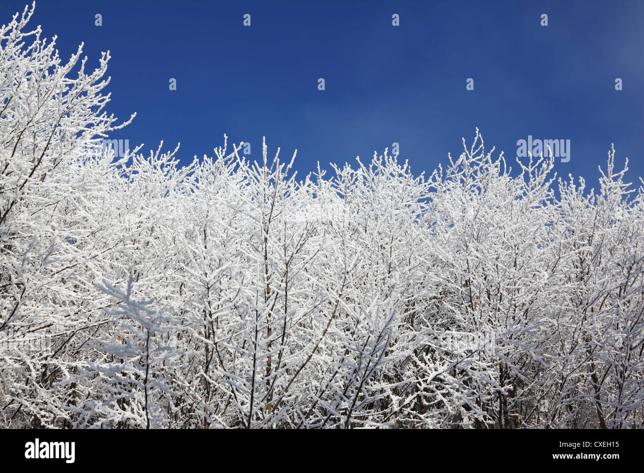 Snow-covered tops of the trees Stock Photo - Alamy