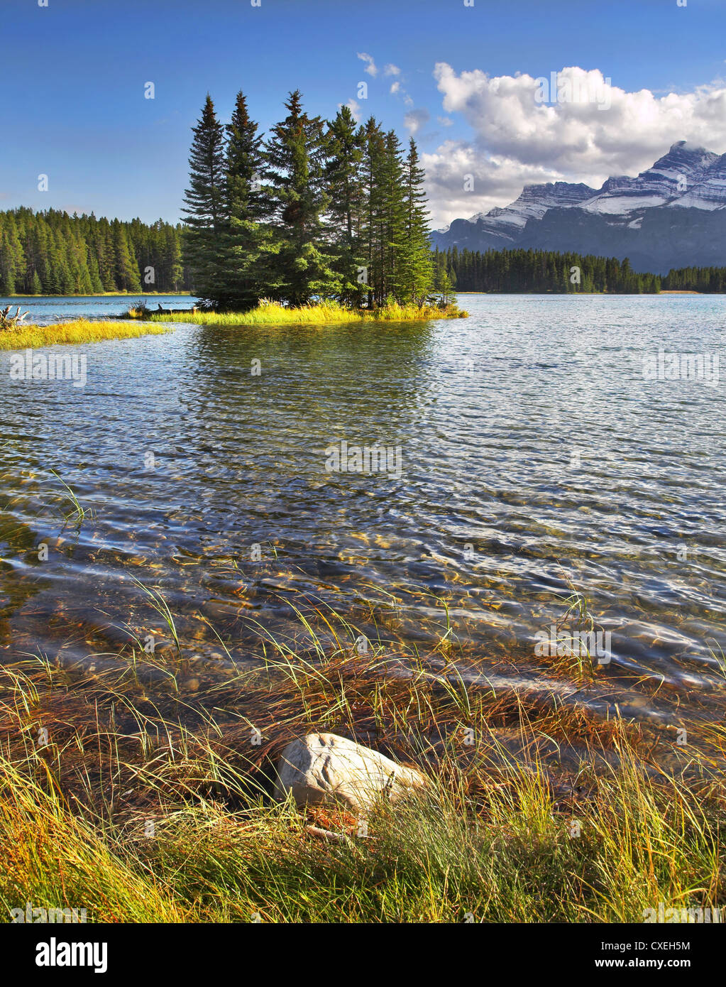 Fur-trees on island Stock Photo - Alamy