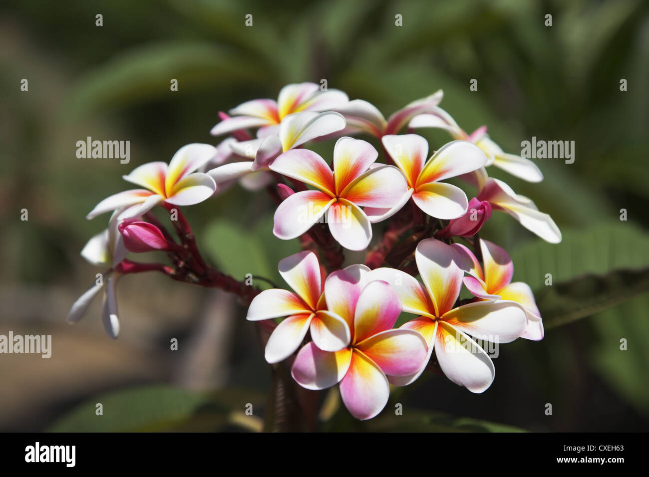 Beautiful bright flowers Stock Photo - Alamy