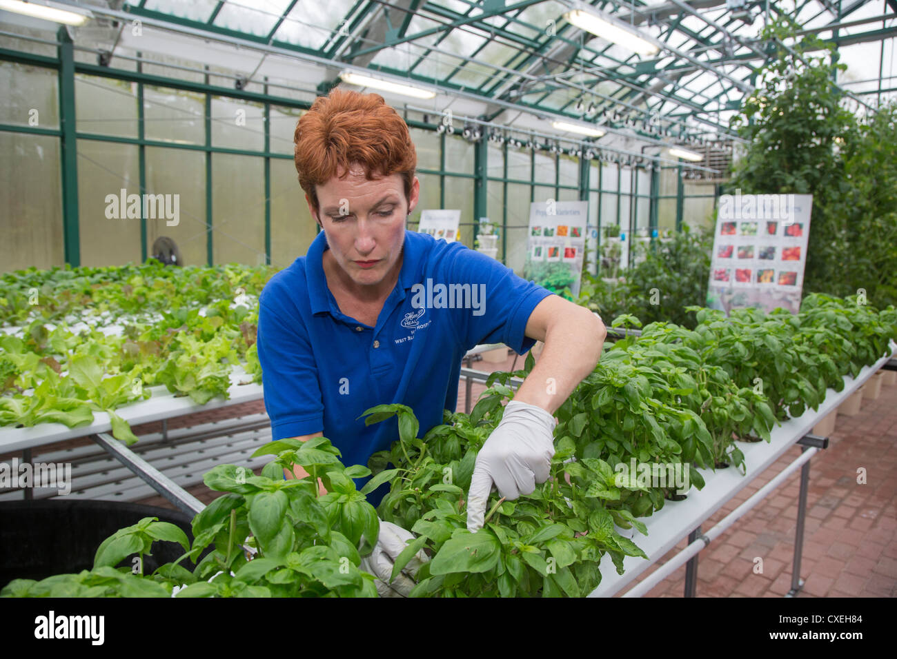 Organic Produce Grown for Patient Meals in Hospital Greenhouse Stock ...