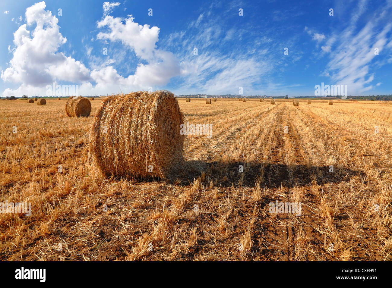 The grass on a sunset Stock Photo - Alamy