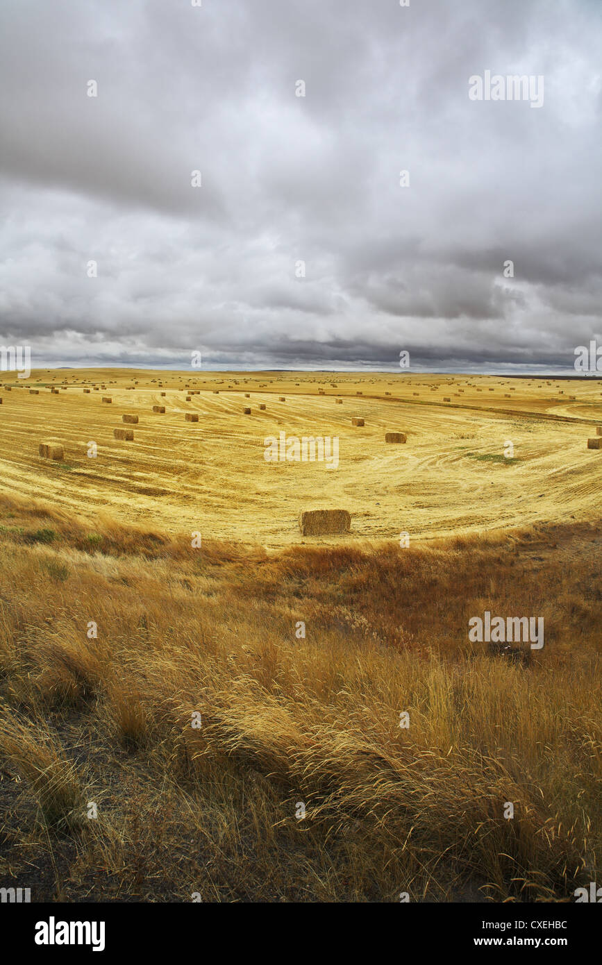 Montana wheat harvest hi-res stock photography and images - Alamy
