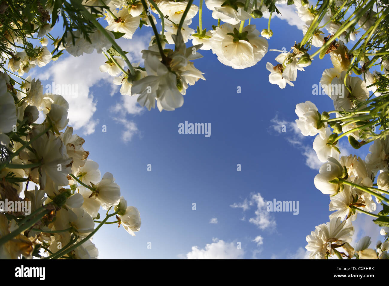 The picturesque flower field Stock Photo - Alamy