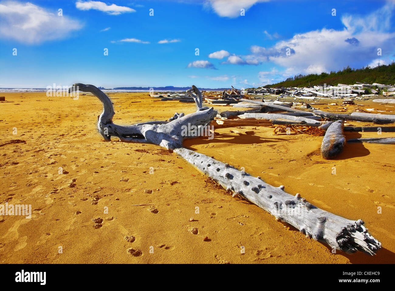 Logs and dry trees Stock Photo - Alamy