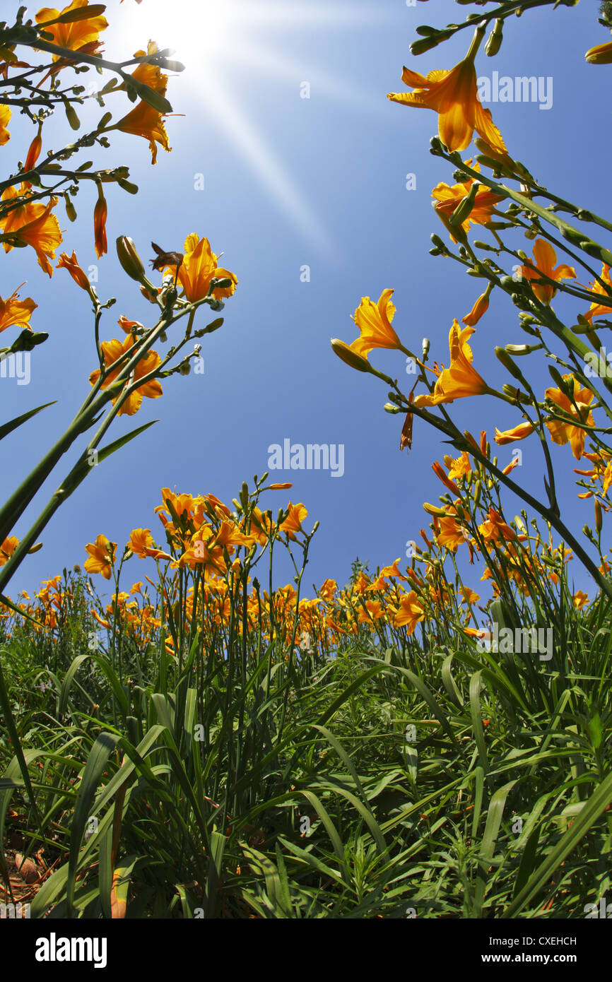 Southern spring hi-res stock photography and images - Alamy