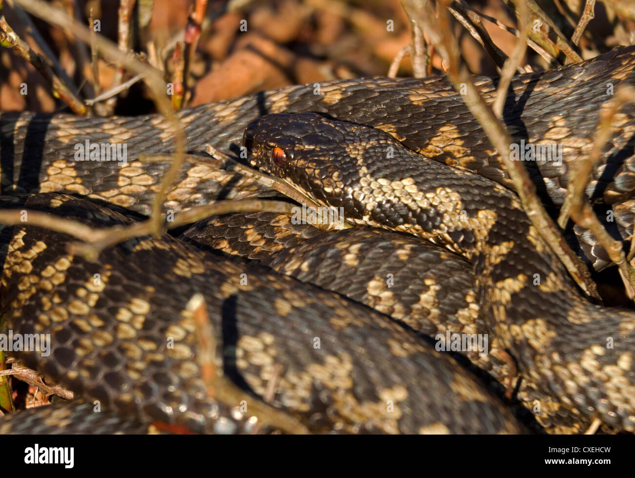 European adder / Vipera berus Stock Photo - Alamy