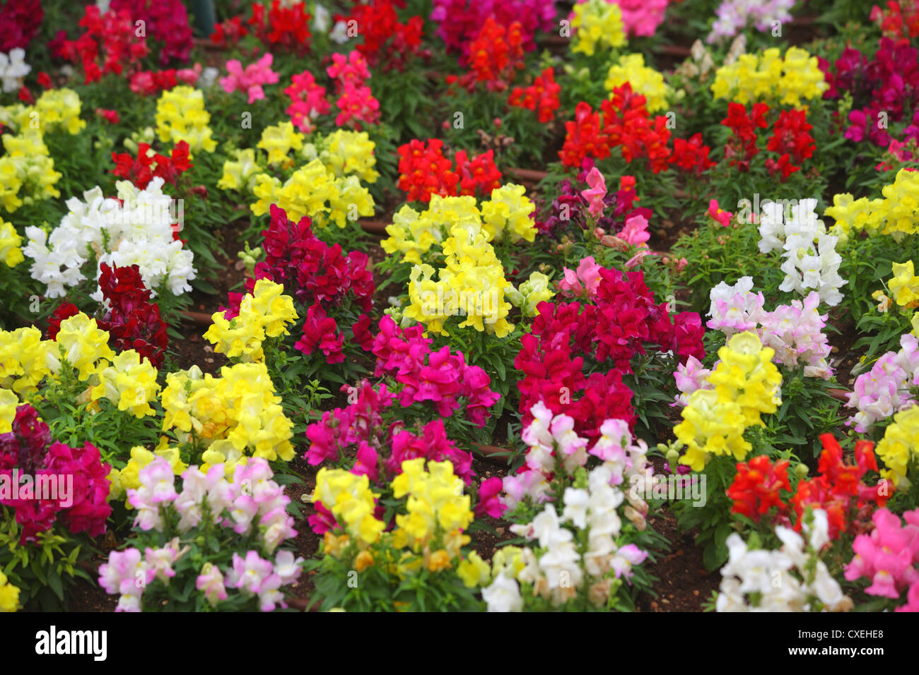 Snapdragon petal hi-res stock photography and images - Alamy