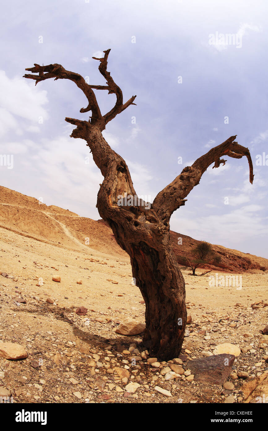 Dry tree of the freakish form Stock Photo - Alamy