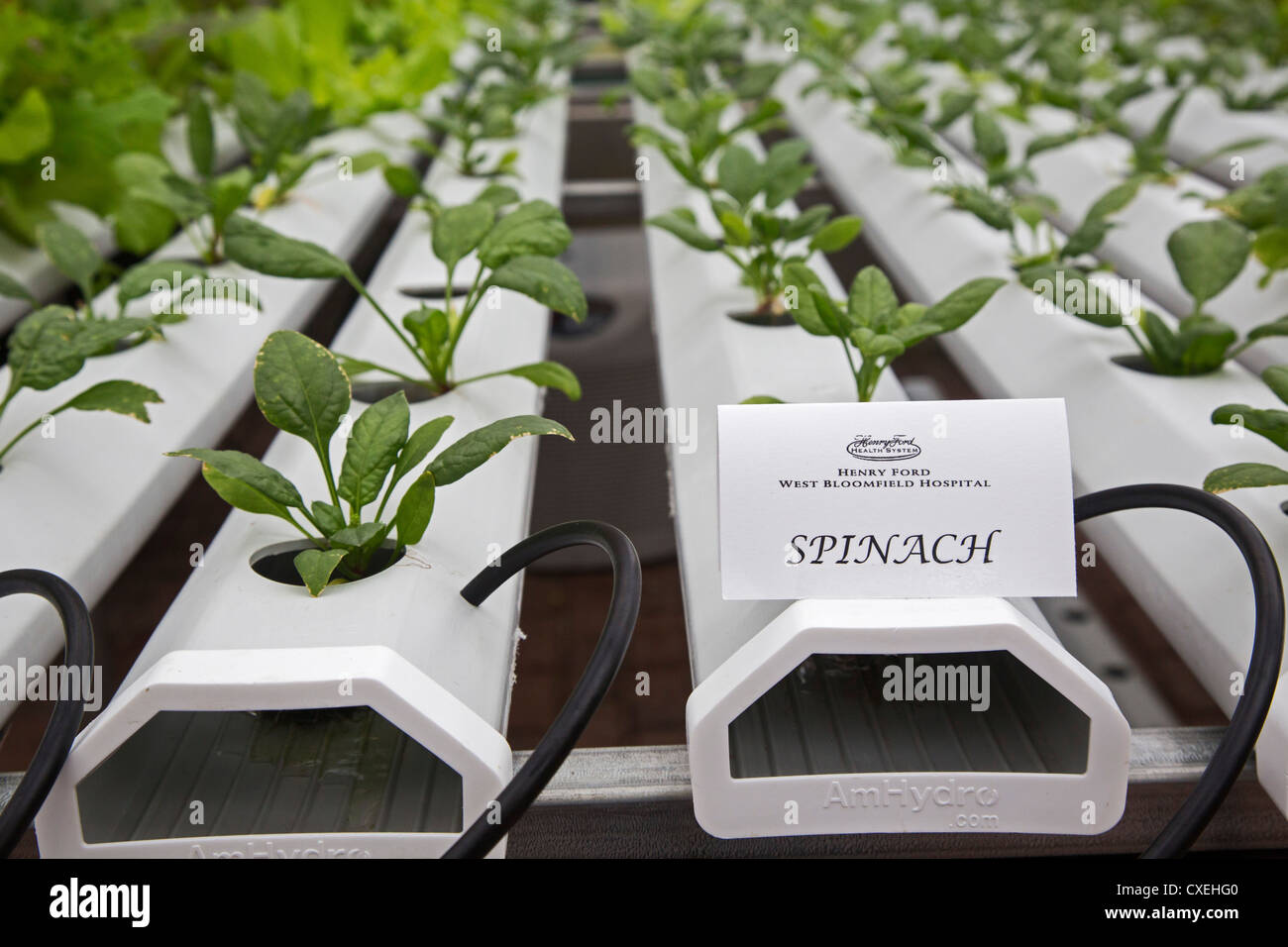Hospital greenhouse hi-res stock photography and images - Alamy