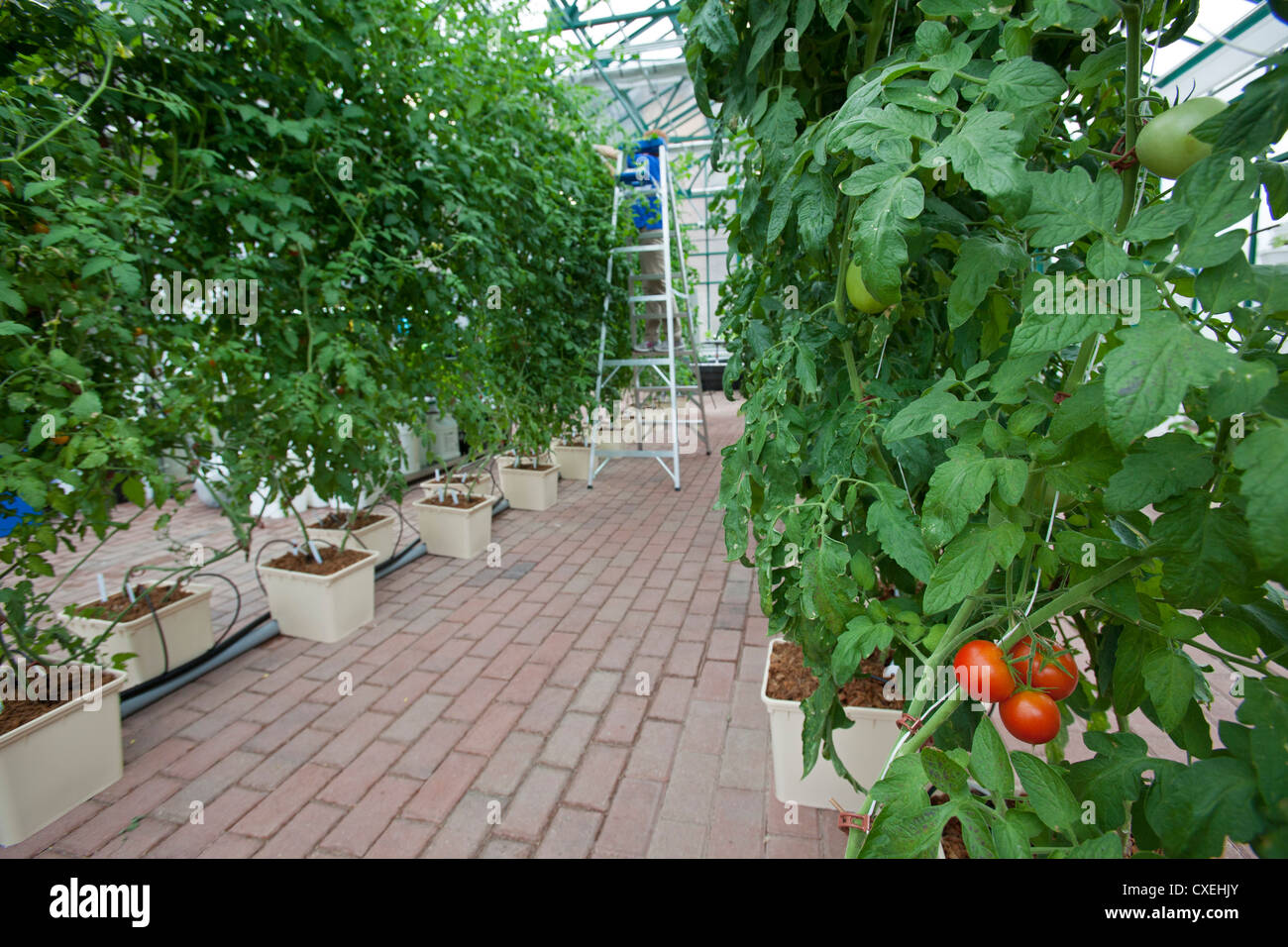 Organic Produce Grown for Patient Meals in Hospital Greenhouse Stock ...