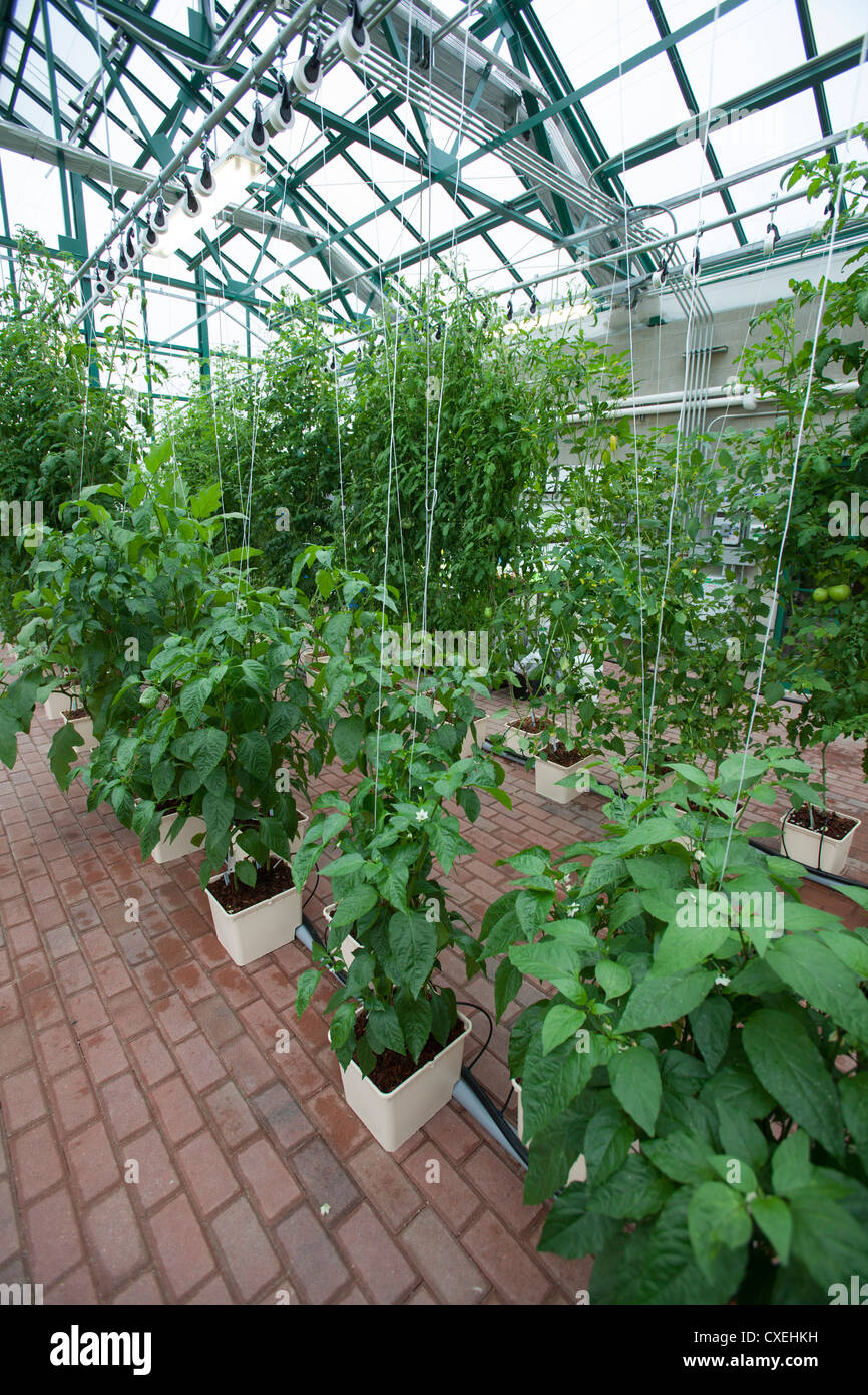 Organic Produce Grown for Patient Meals in Hospital Greenhouse Stock ...