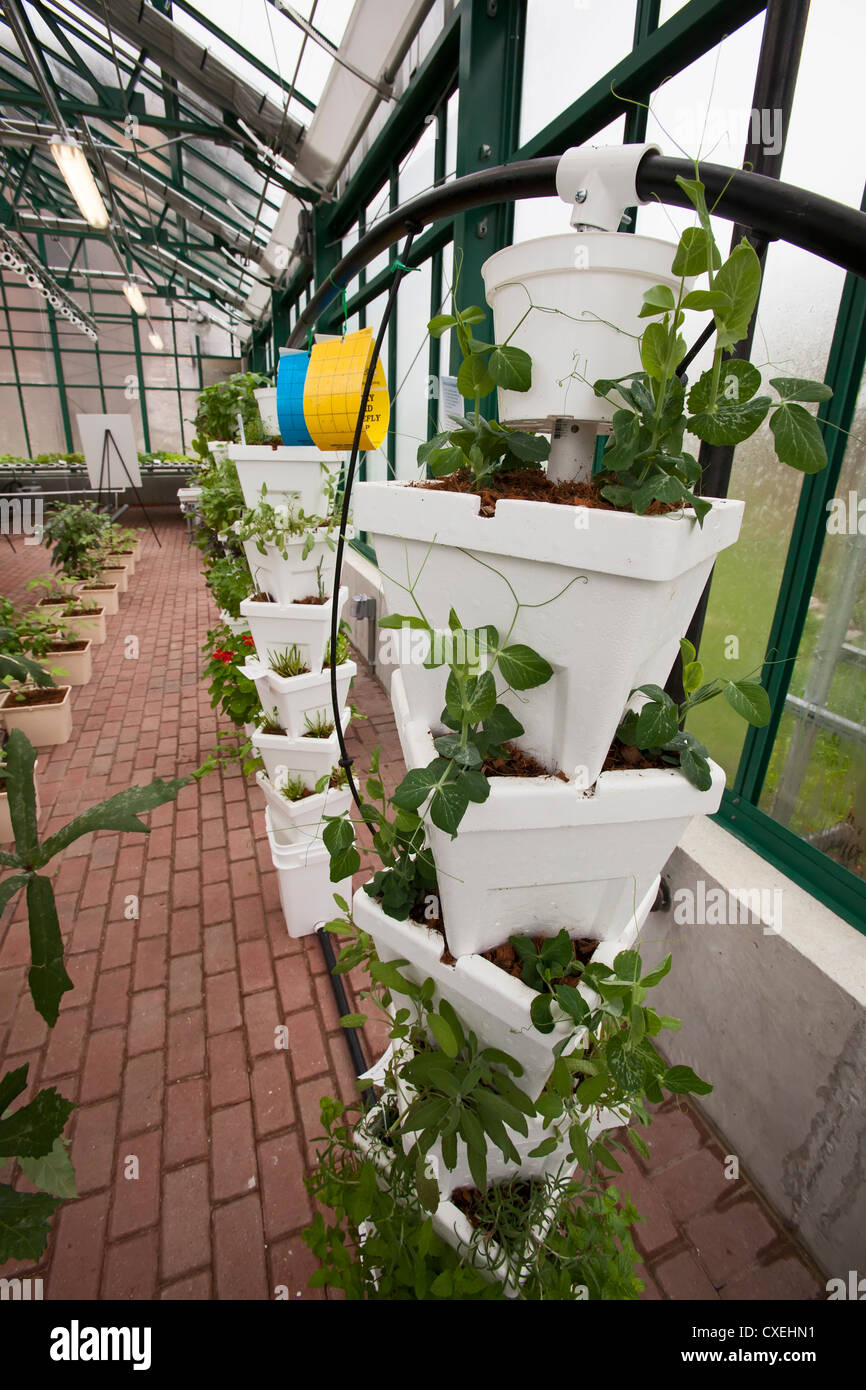 Organic Produce Grown for Patient Meals in Hospital Greenhouse Stock ...