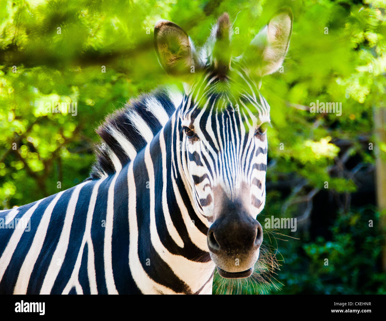 Portrait Of a young Zebra looking through trees Stock Photo - Alamy