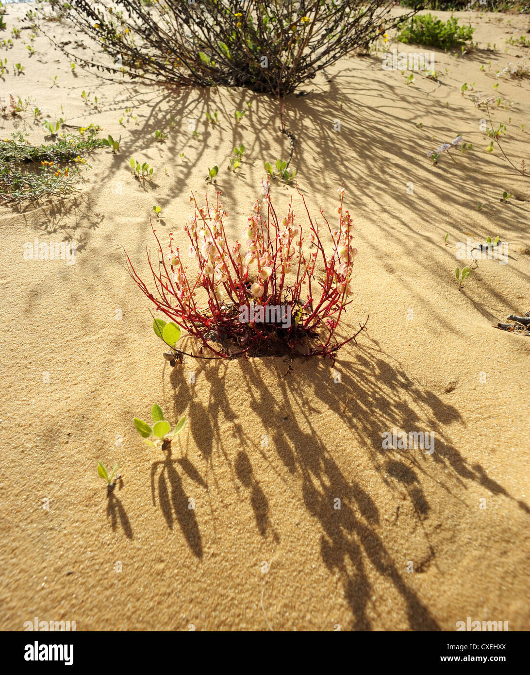 Desert in the spring, early in the morning Stock Photo - Alamy