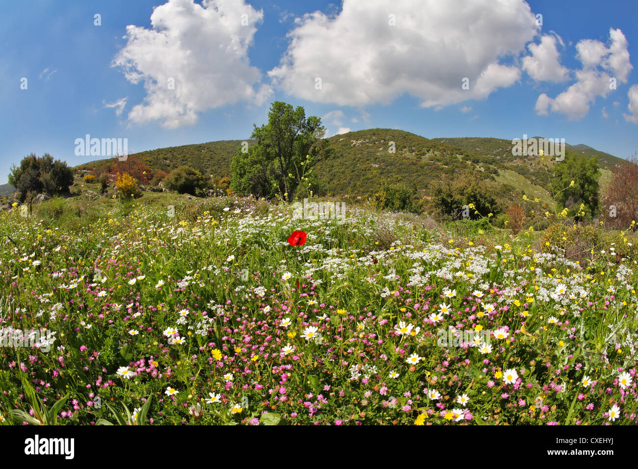 Blossoming spring meadow with field flower Stock Photo - Alamy