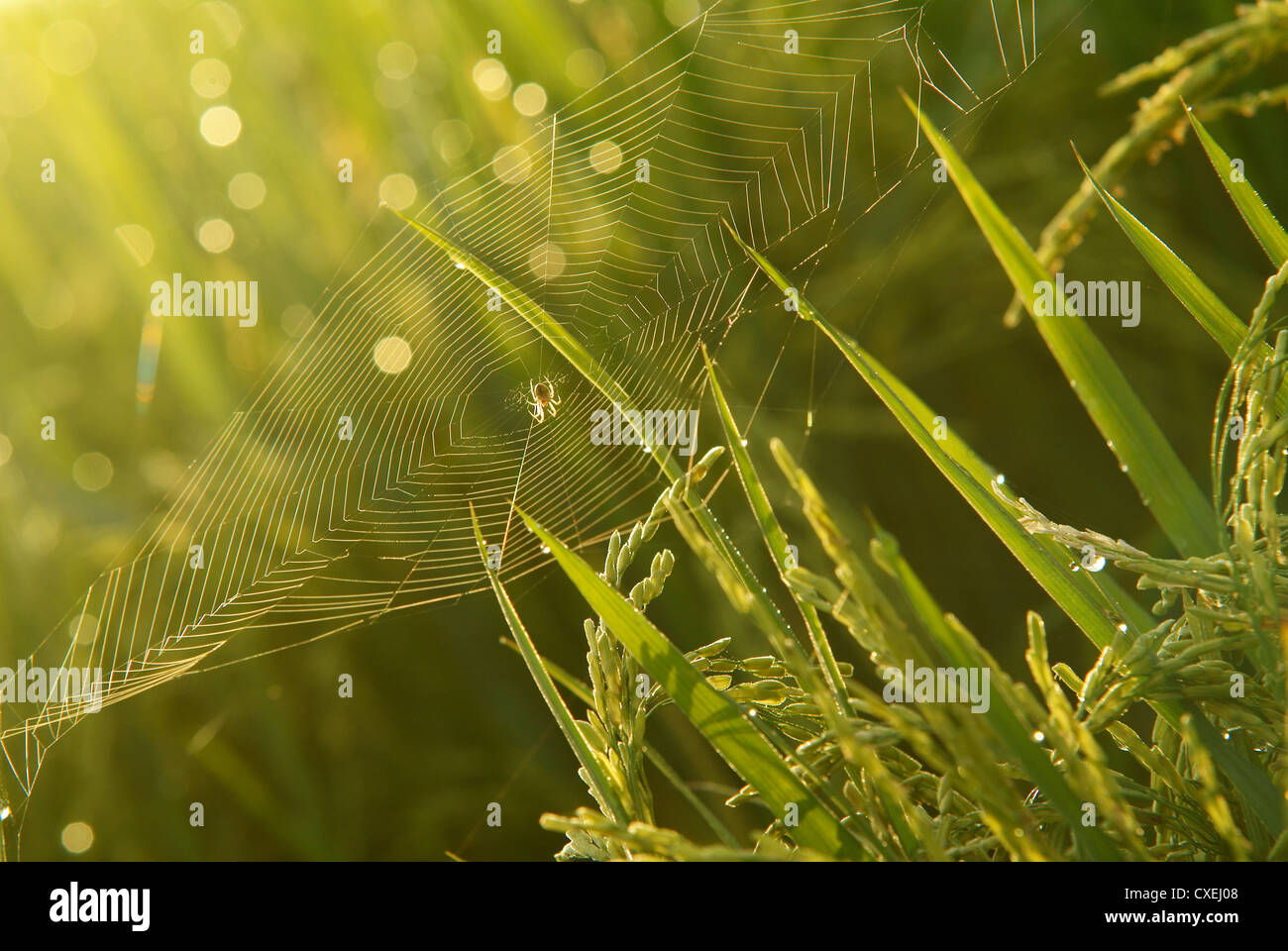 Spider rice field hi-res stock photography and images - Alamy