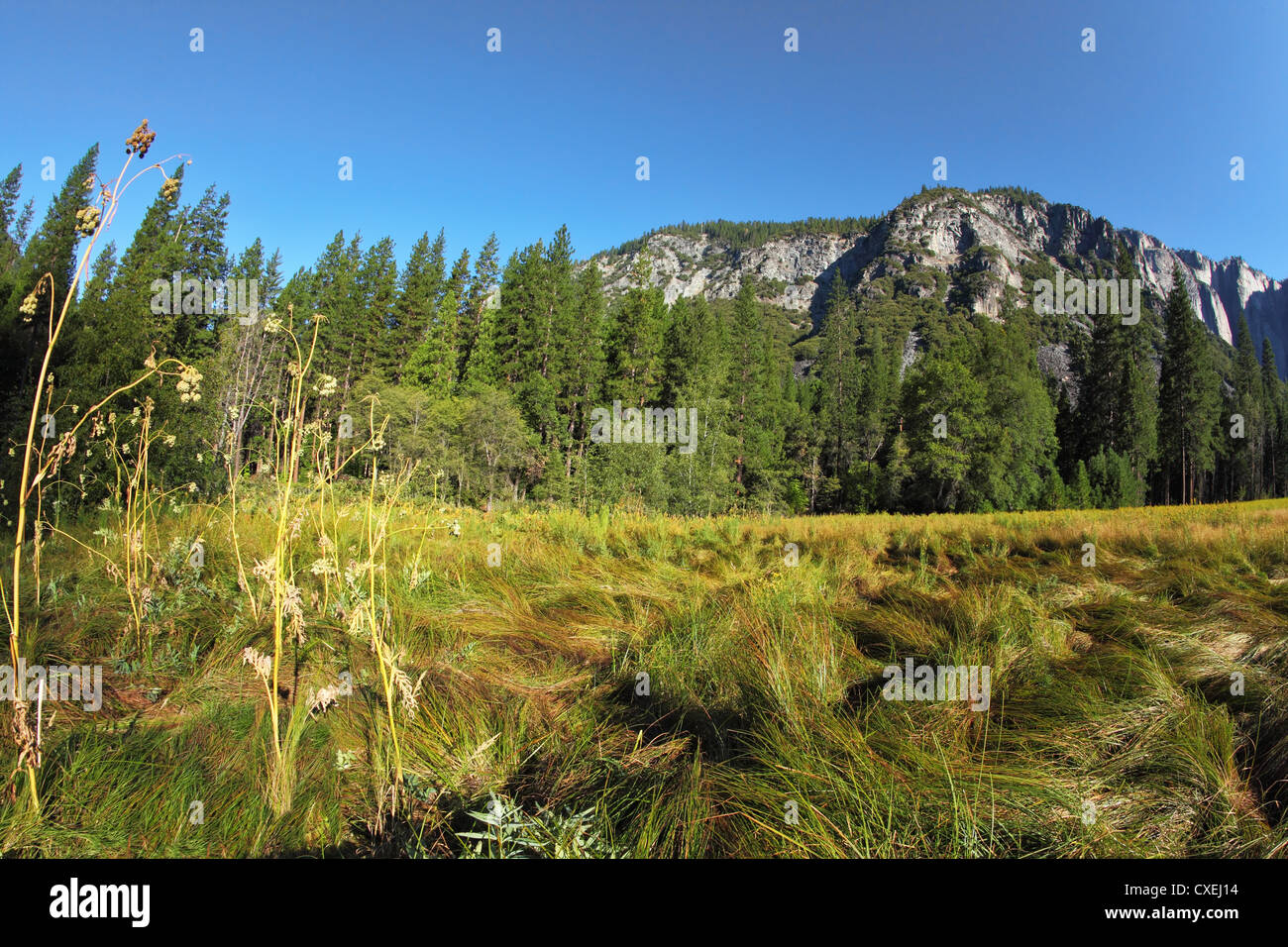 A glade with a grass Stock Photo - Alamy