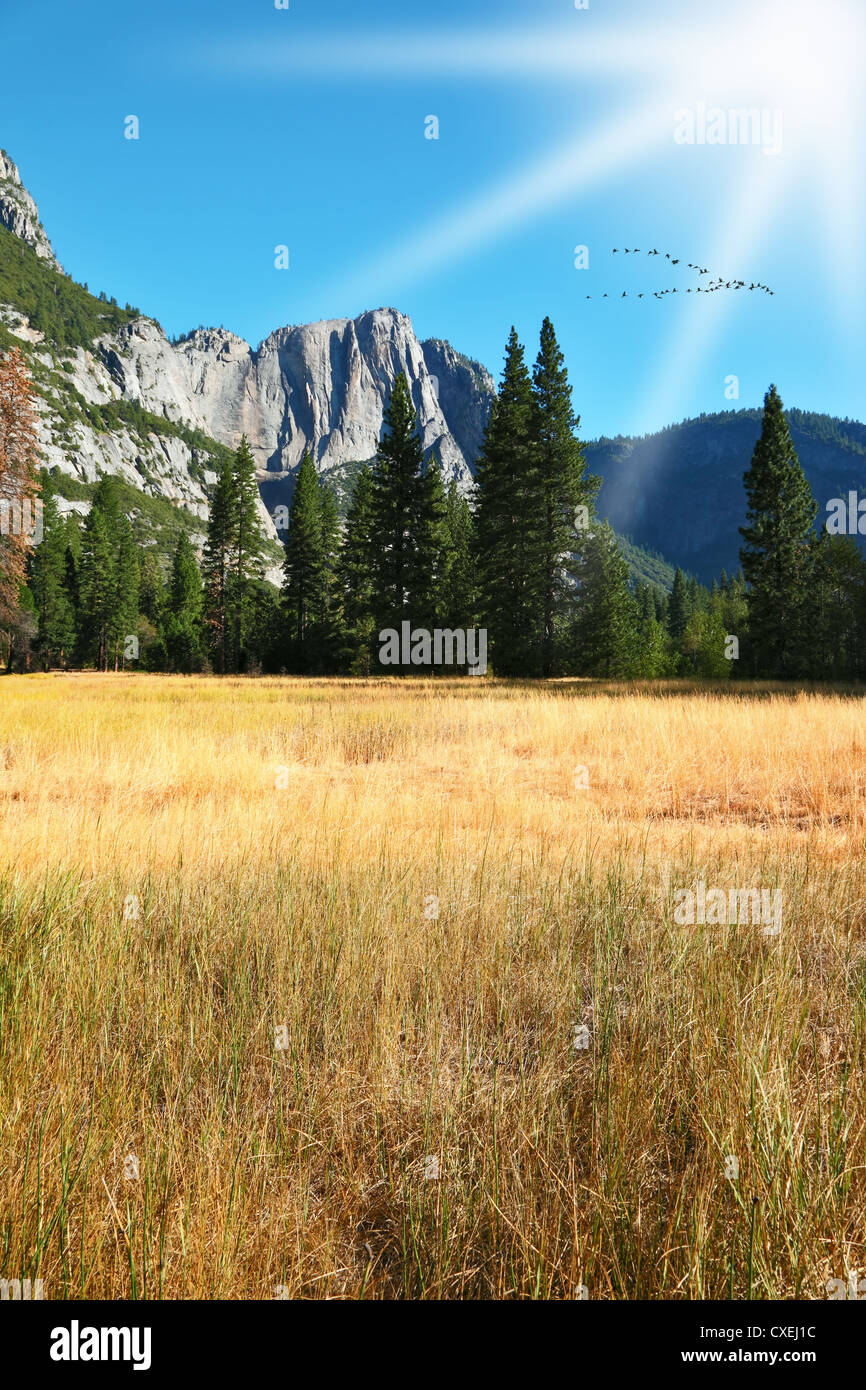 Dense autumn grass in park in California Stock Photo - Alamy