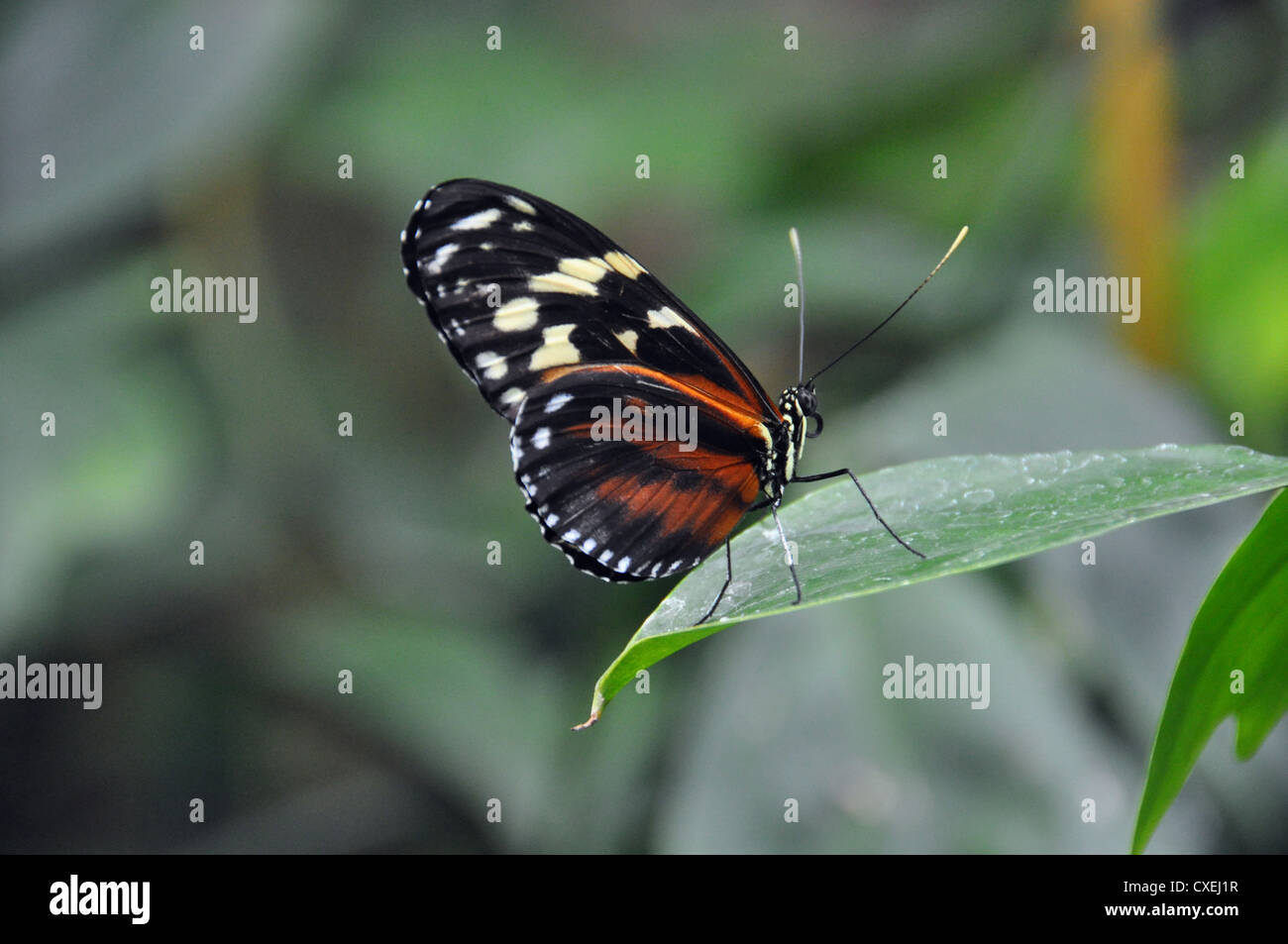 Butterfly legs hi-res stock photography and images - Alamy