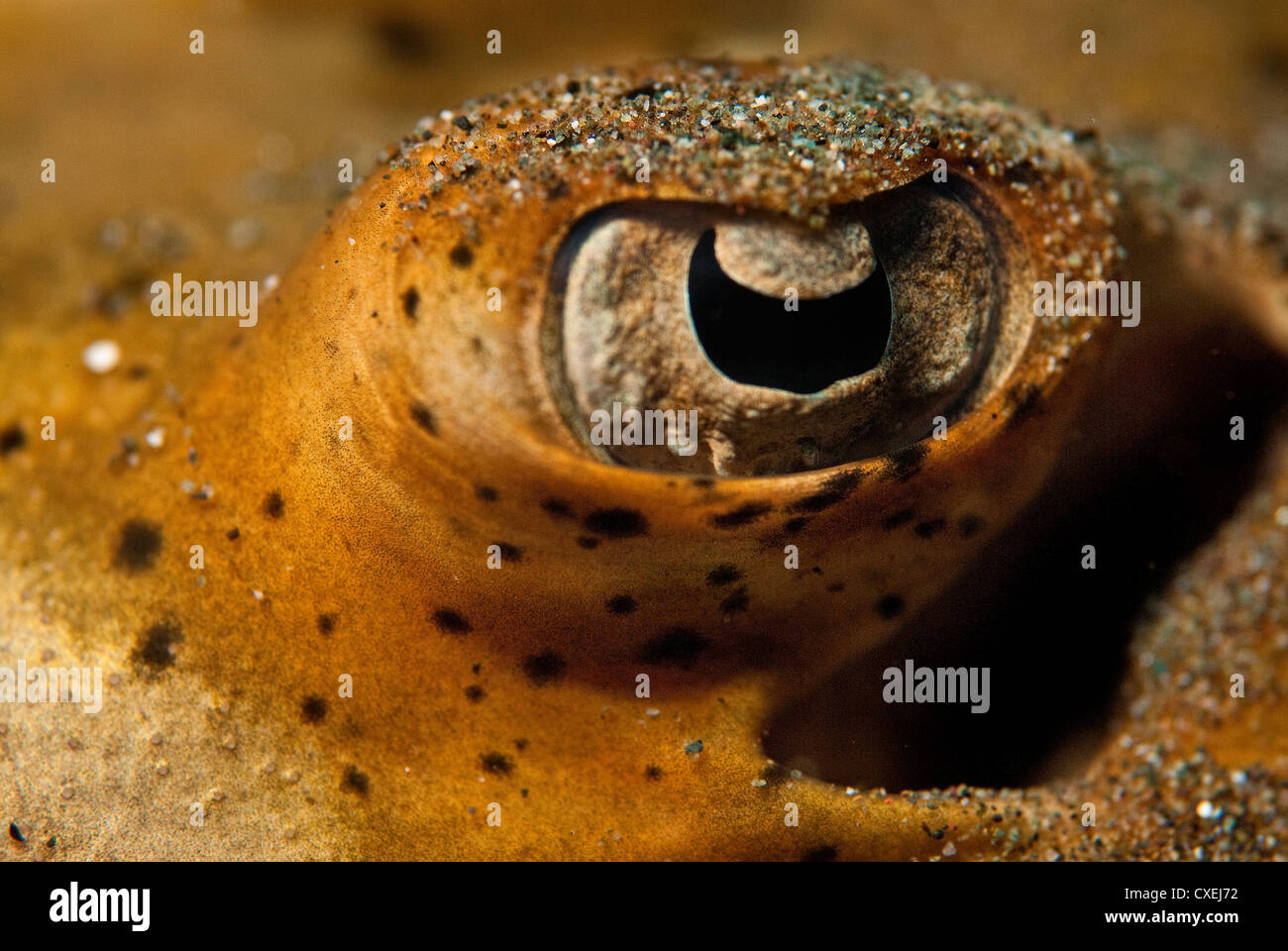 Eye on a Manta ray (Manta birostris), Raja Ampat, Indonesia Stock Photo ...