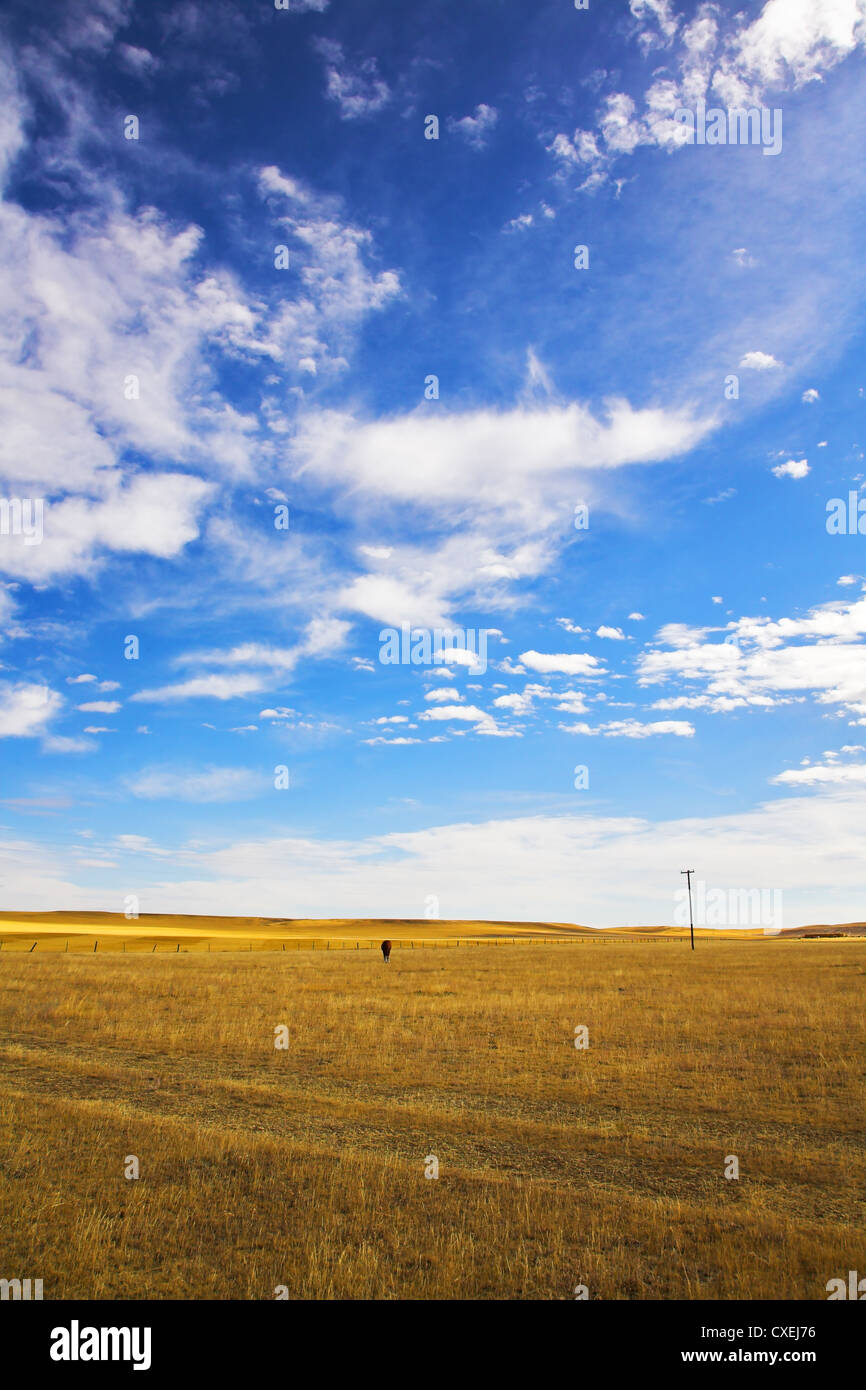 The horse is grazed Stock Photo - Alamy