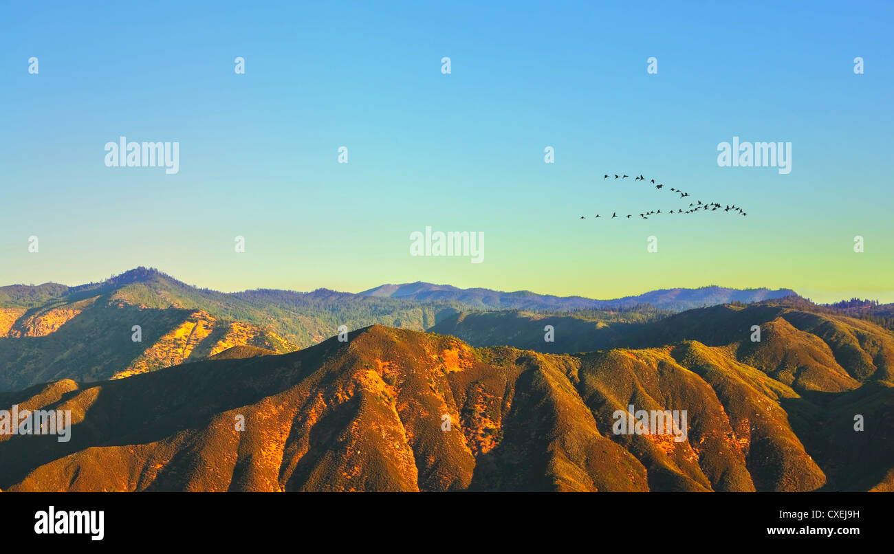The bird's flight above pass Tioga Stock Photo - Alamy
