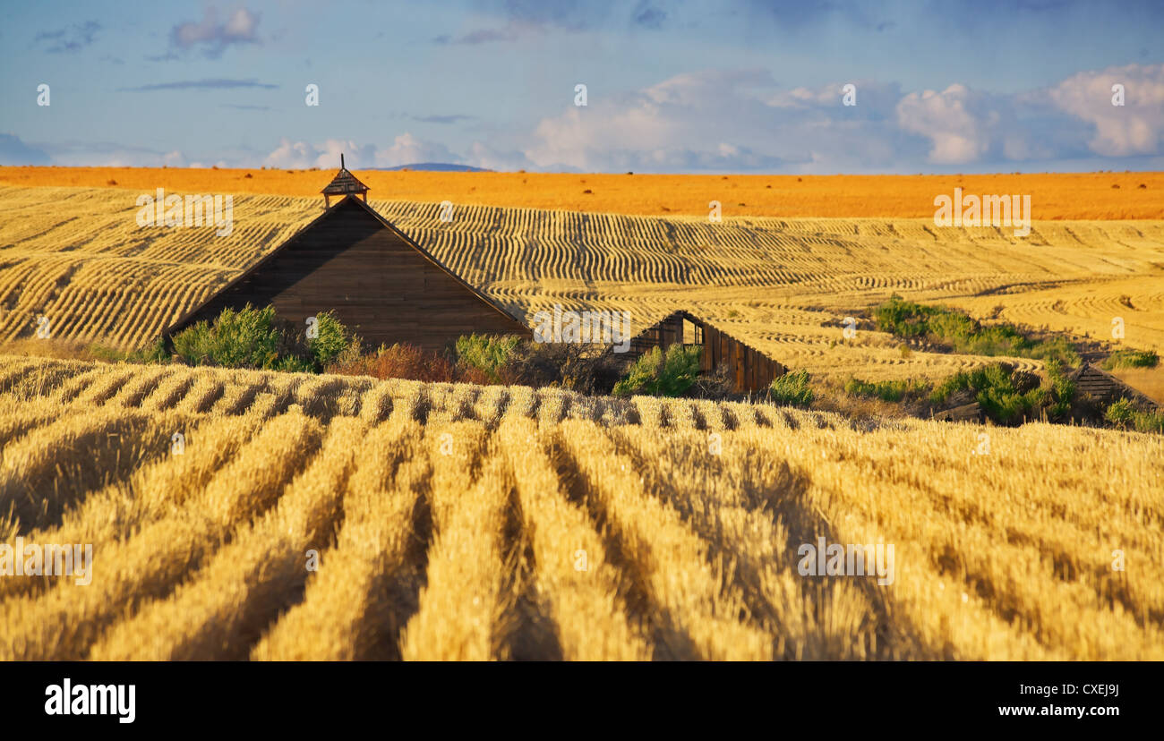 Roof of a farm Stock Photo - Alamy