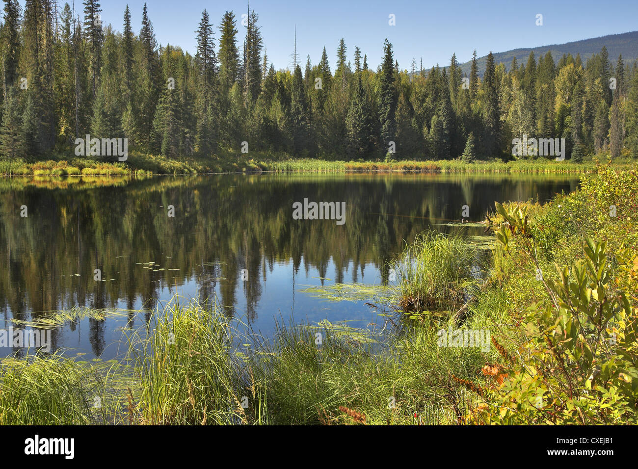 Turned yellow leaves hi-res stock photography and images - Alamy