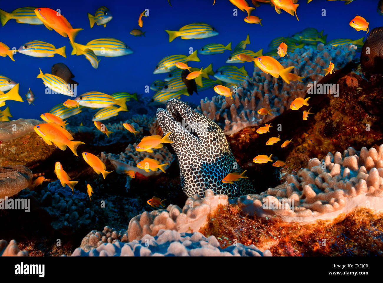 busy reef scene with skittish fish and portruding eel Stock Photo - Alamy
