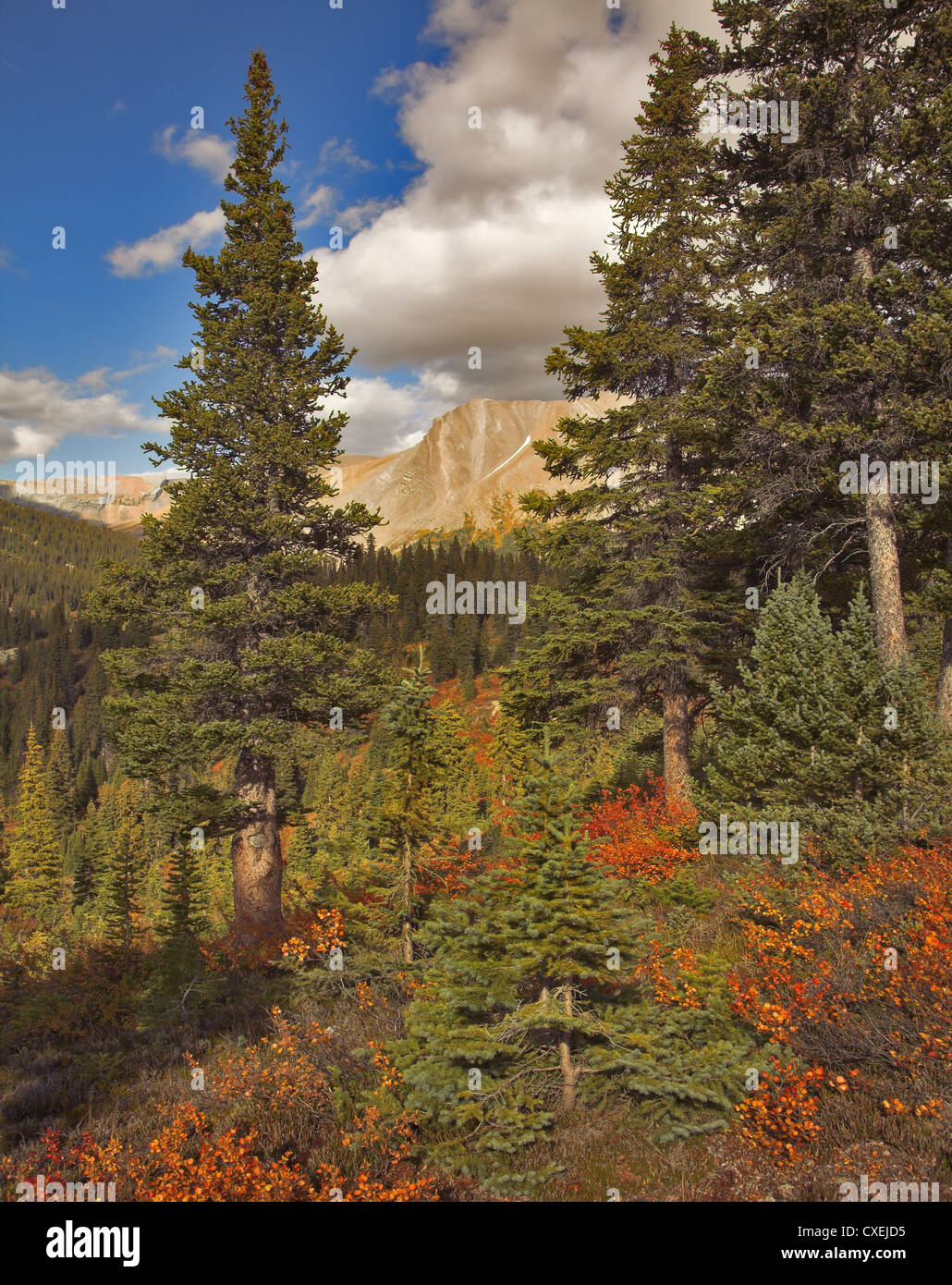 Fur-trees and red bushes Stock Photo - Alamy
