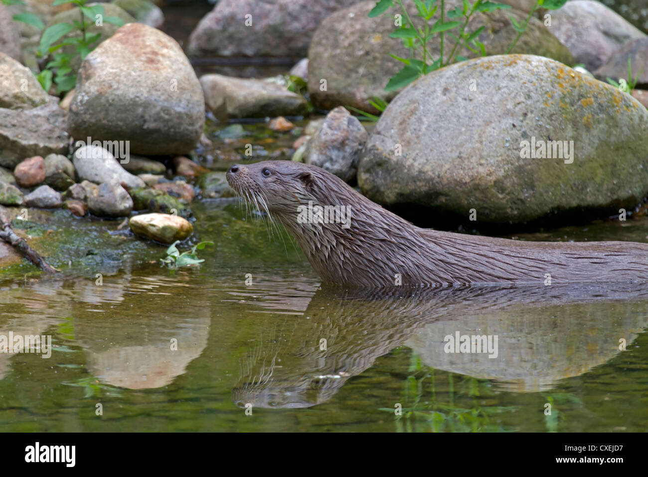 European otter / Lutra lutra Stock Photo - Alamy