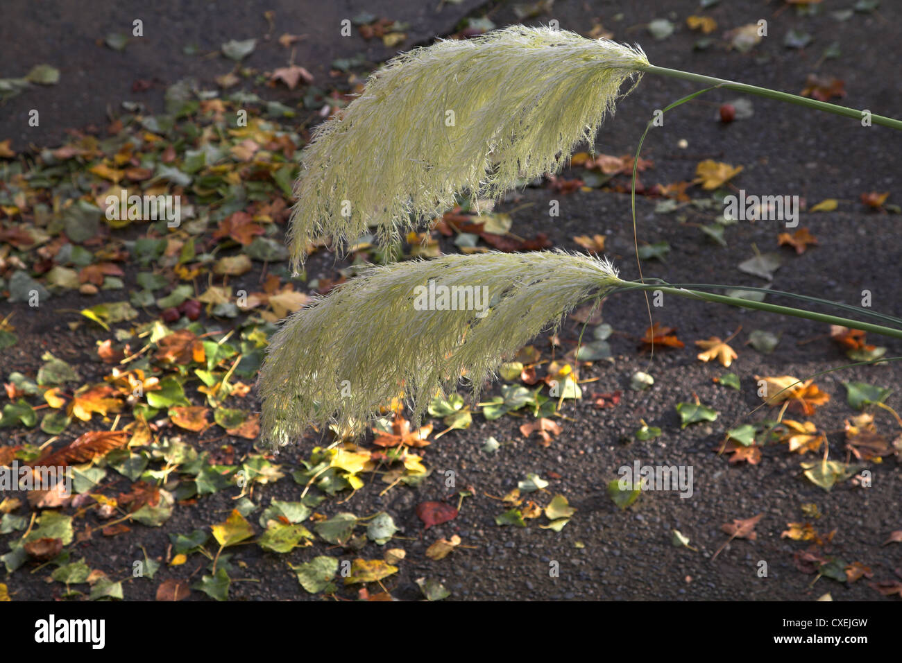 Cane ridge hi-res stock photography and images - Alamy