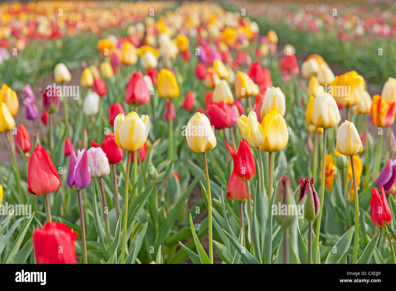 Tulpenfelder hi-res stock photography and images - Alamy