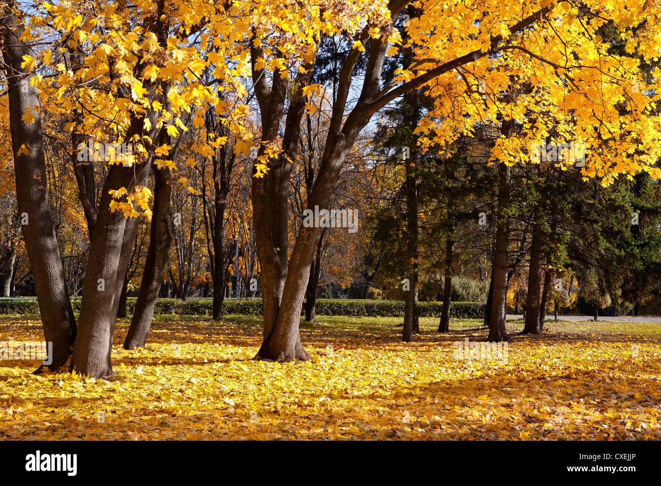 autumn trees in the park Stock Photo - Alamy