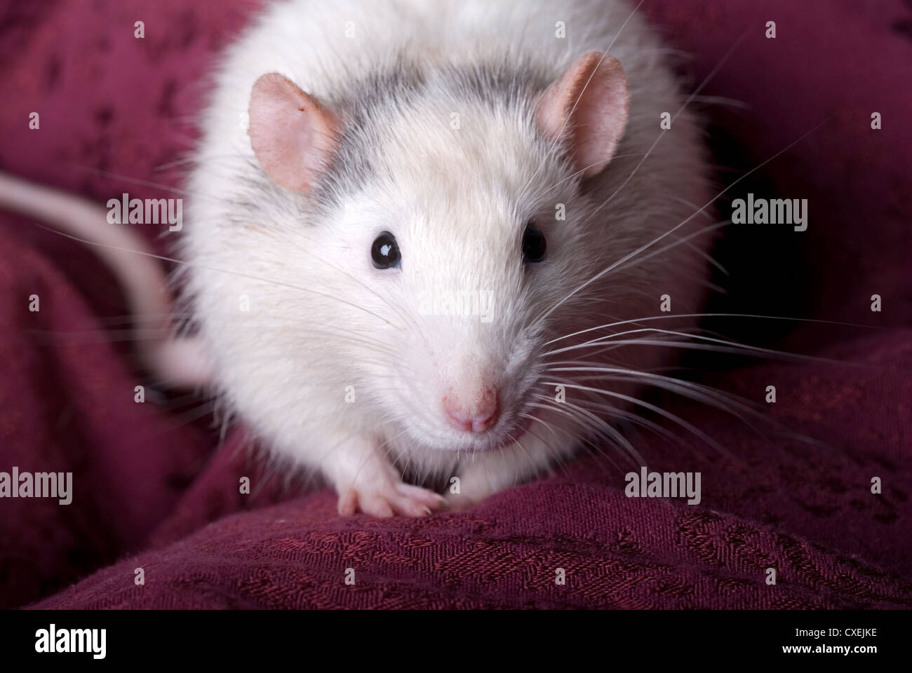 Close up horizontal shot of a domestic gray and white rat looking into ...
