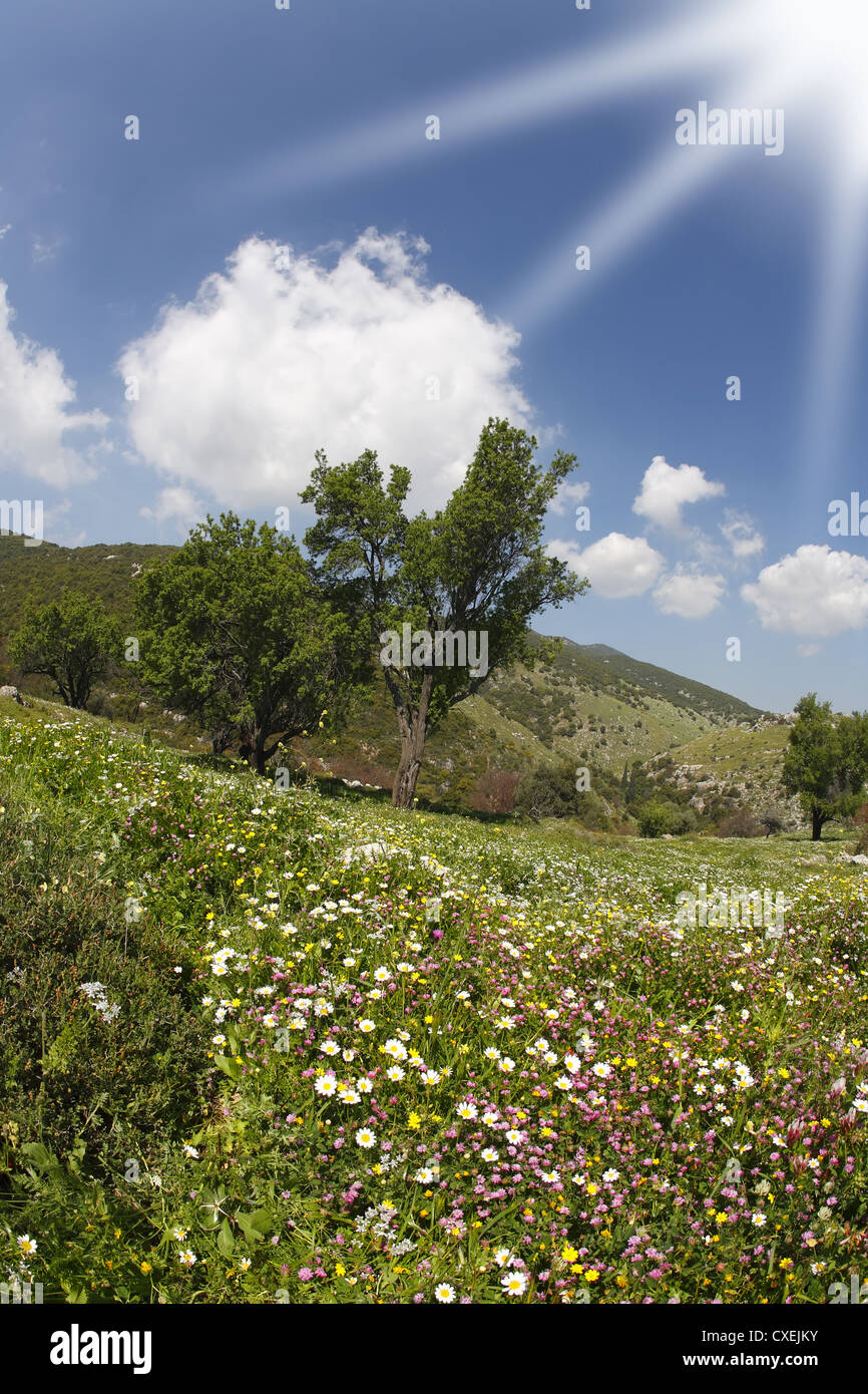 The sparkling spring sun Stock Photo - Alamy