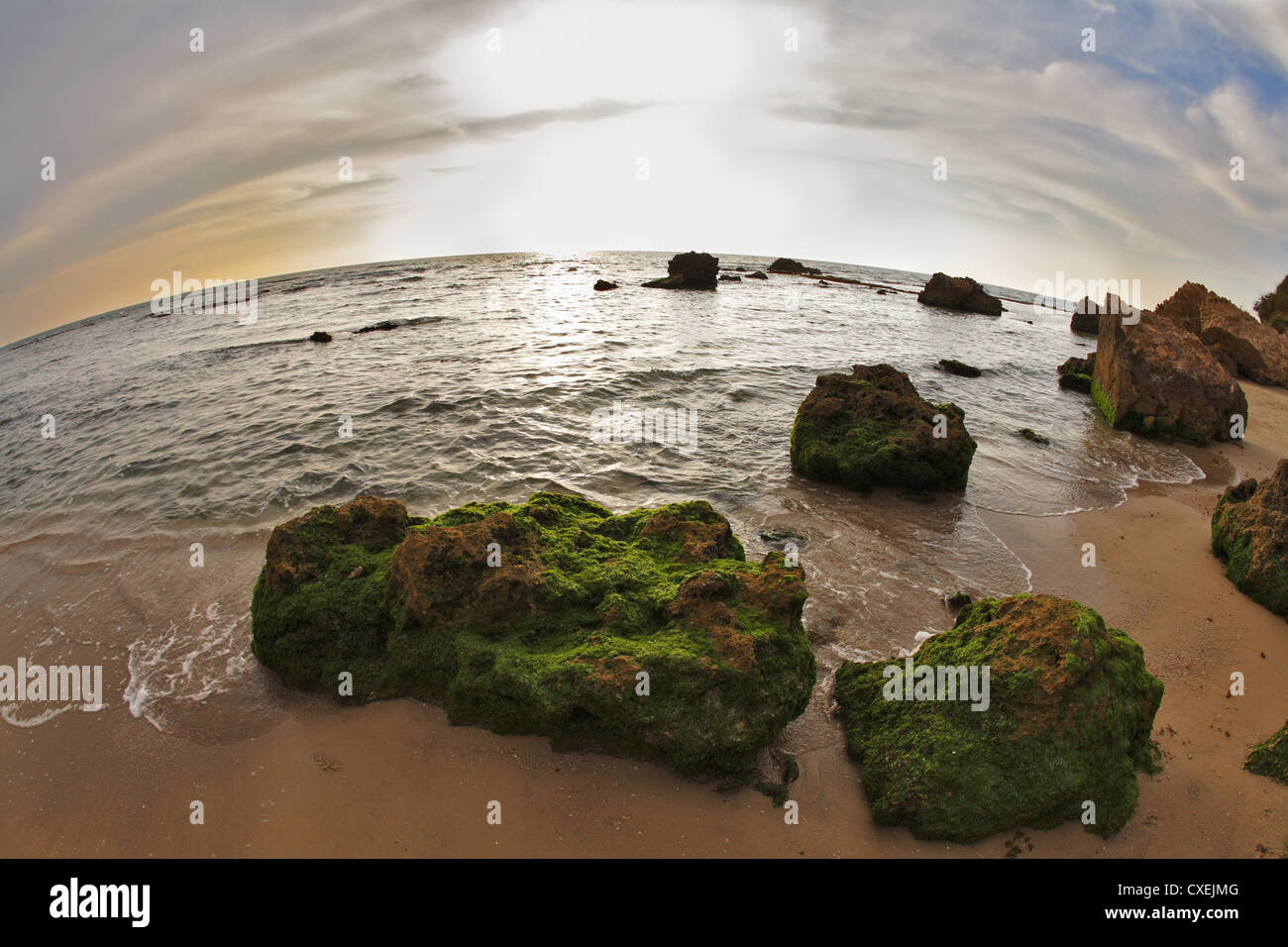 Wet green moss Stock Photo - Alamy