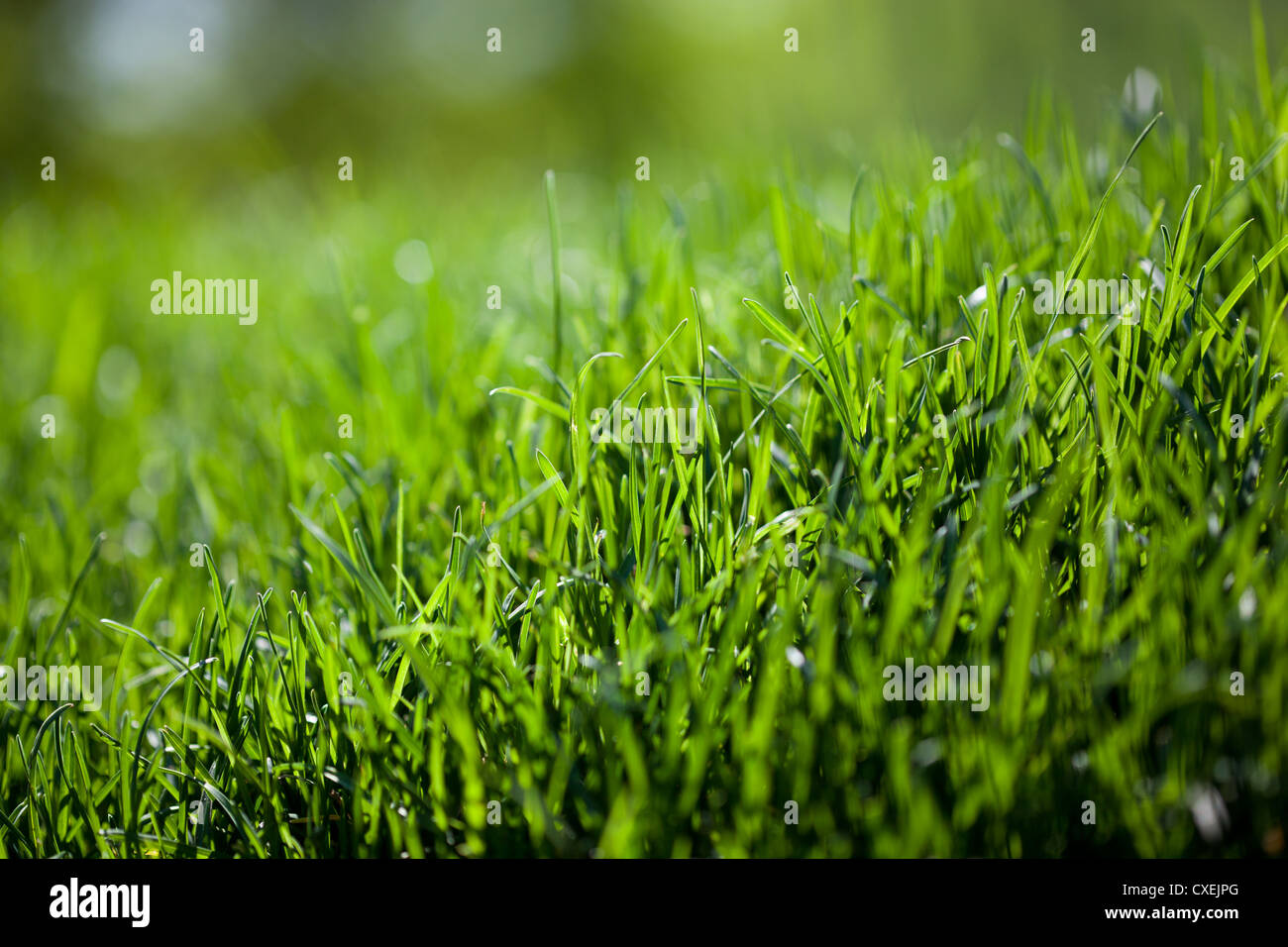 green grass background Stock Photo - Alamy
