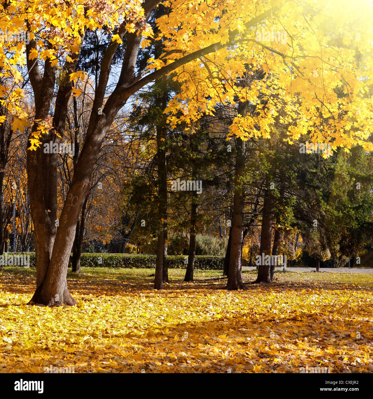 autumn trees in the park Stock Photo - Alamy