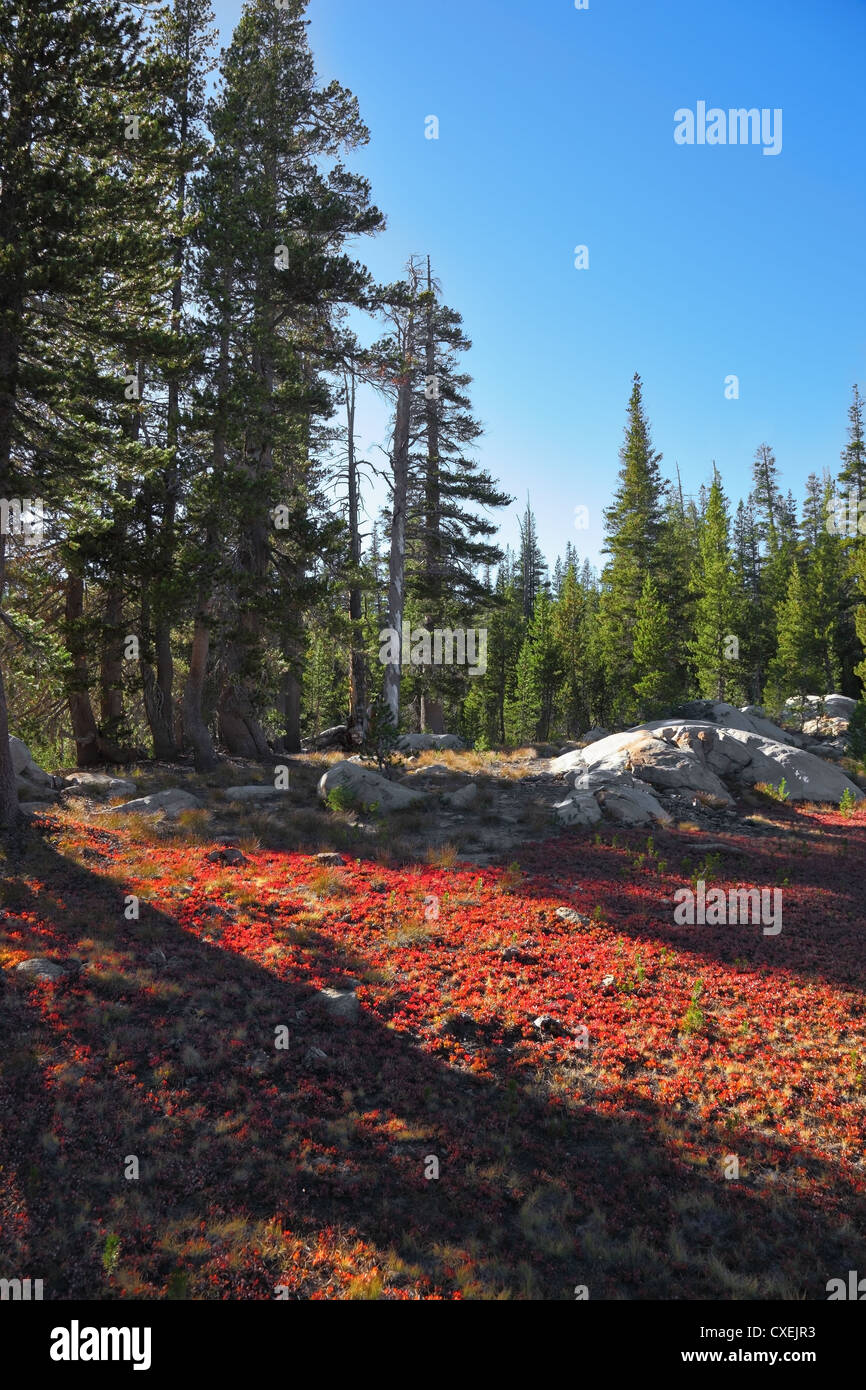 Bright red moss in mountains Stock Photo - Alamy