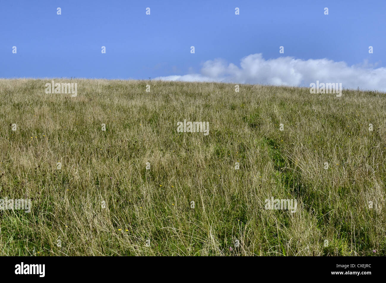 Summer field with lightly clouded sky. For British farming Stock Photo ...