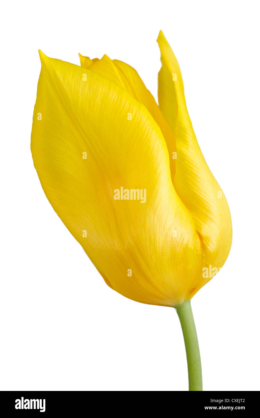 Close up of a yellow tulip flower isolated on white background Stock ...