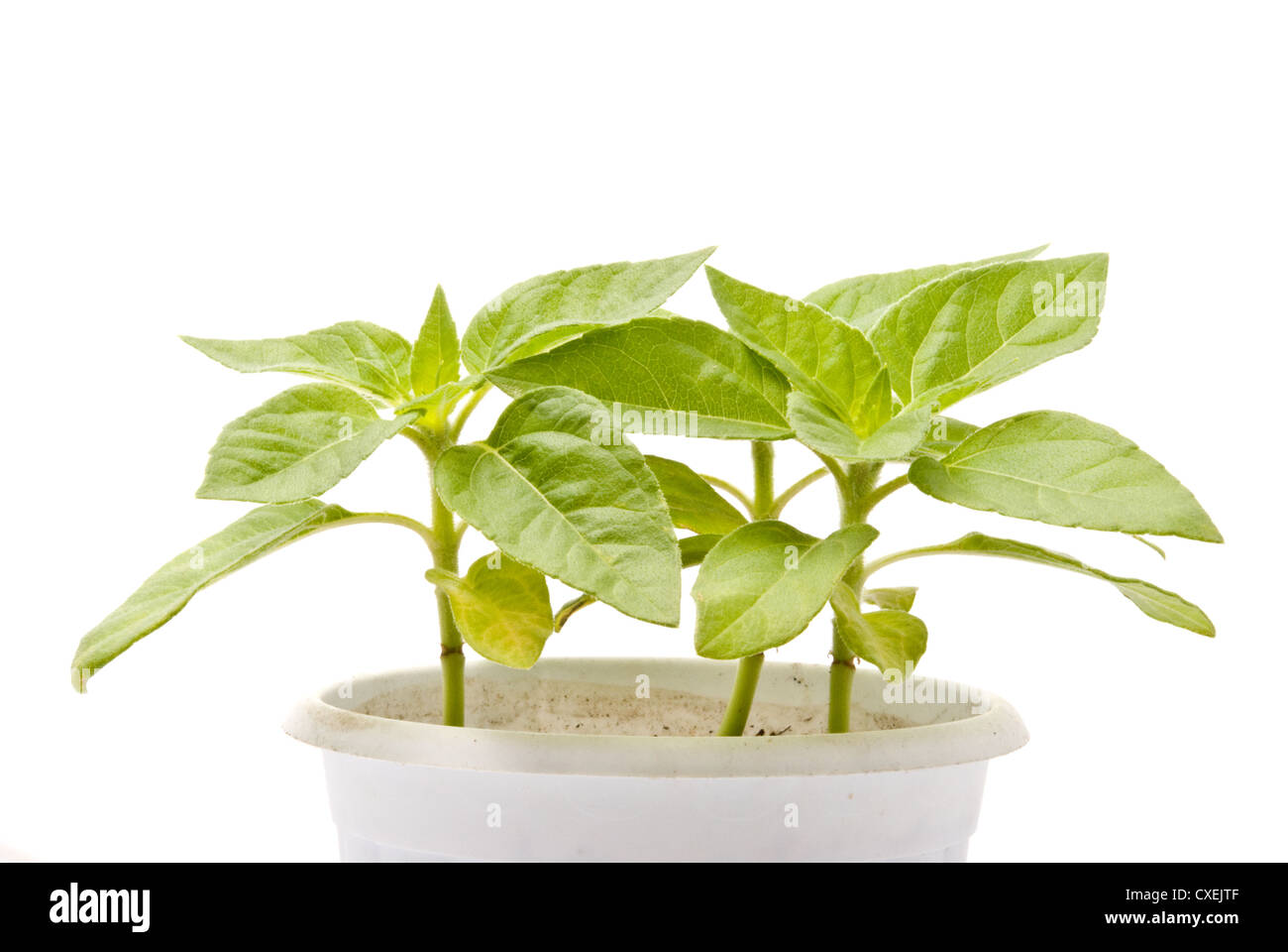 Small Plants on a white background Stock Photo - Alamy
