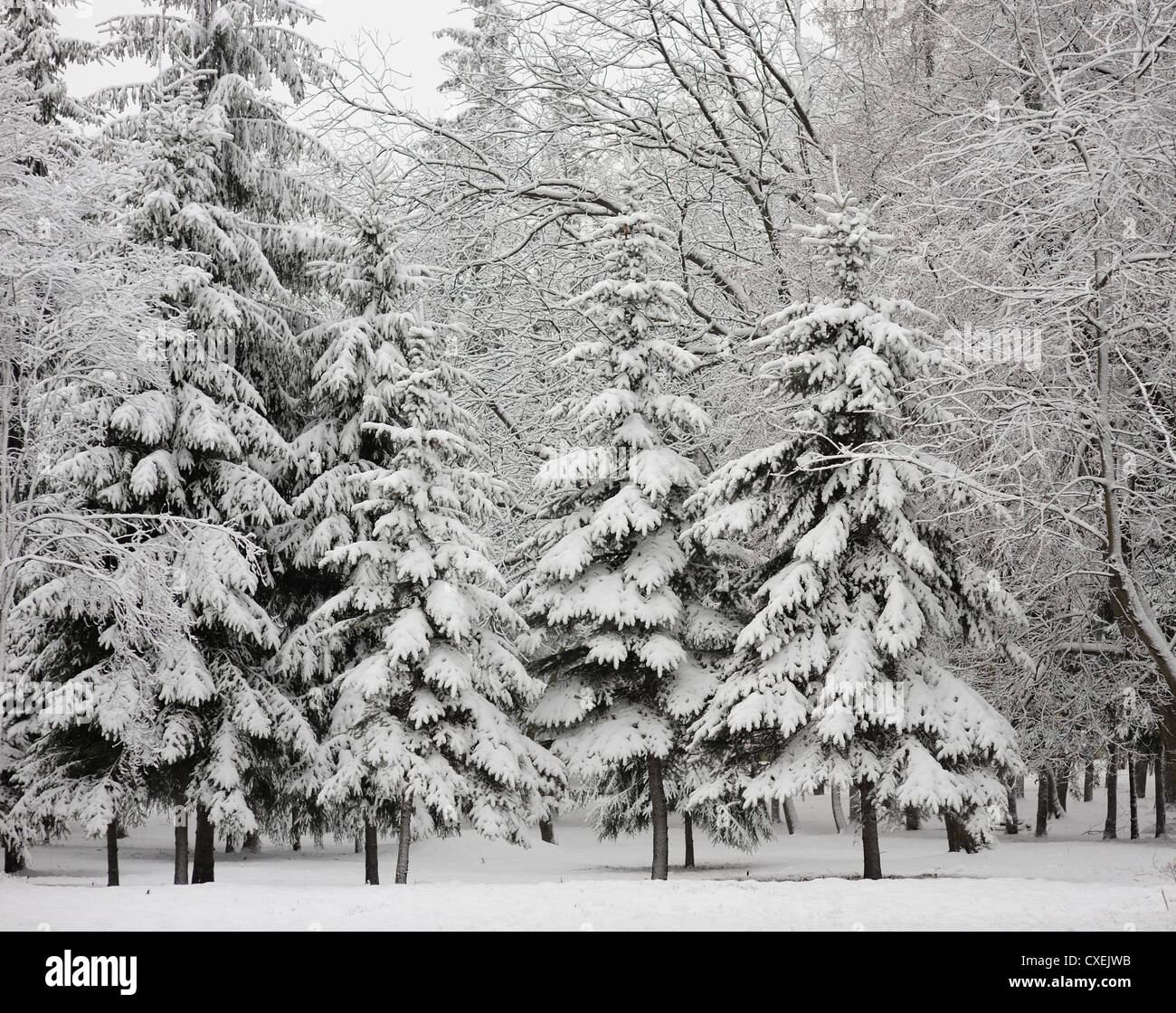 Frosty winter day, trees with a rime Stock Photo - Alamy