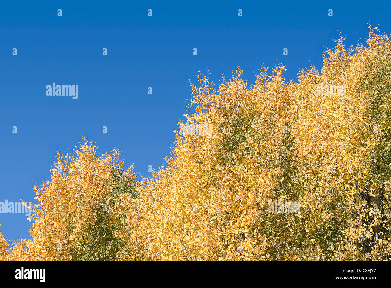 Growing quaking hi-res stock photography and images - Alamy
