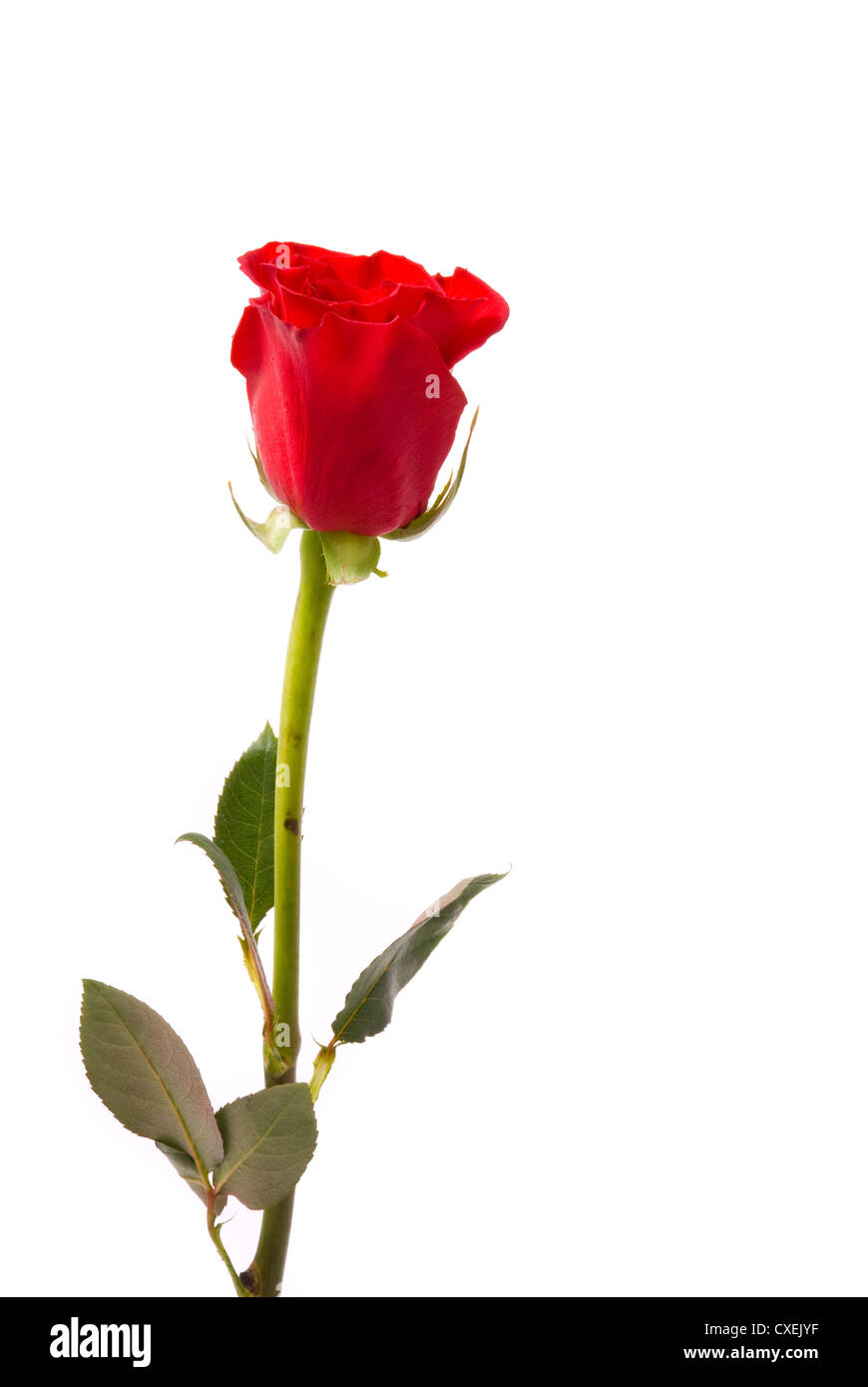 Single Red Flower White Background