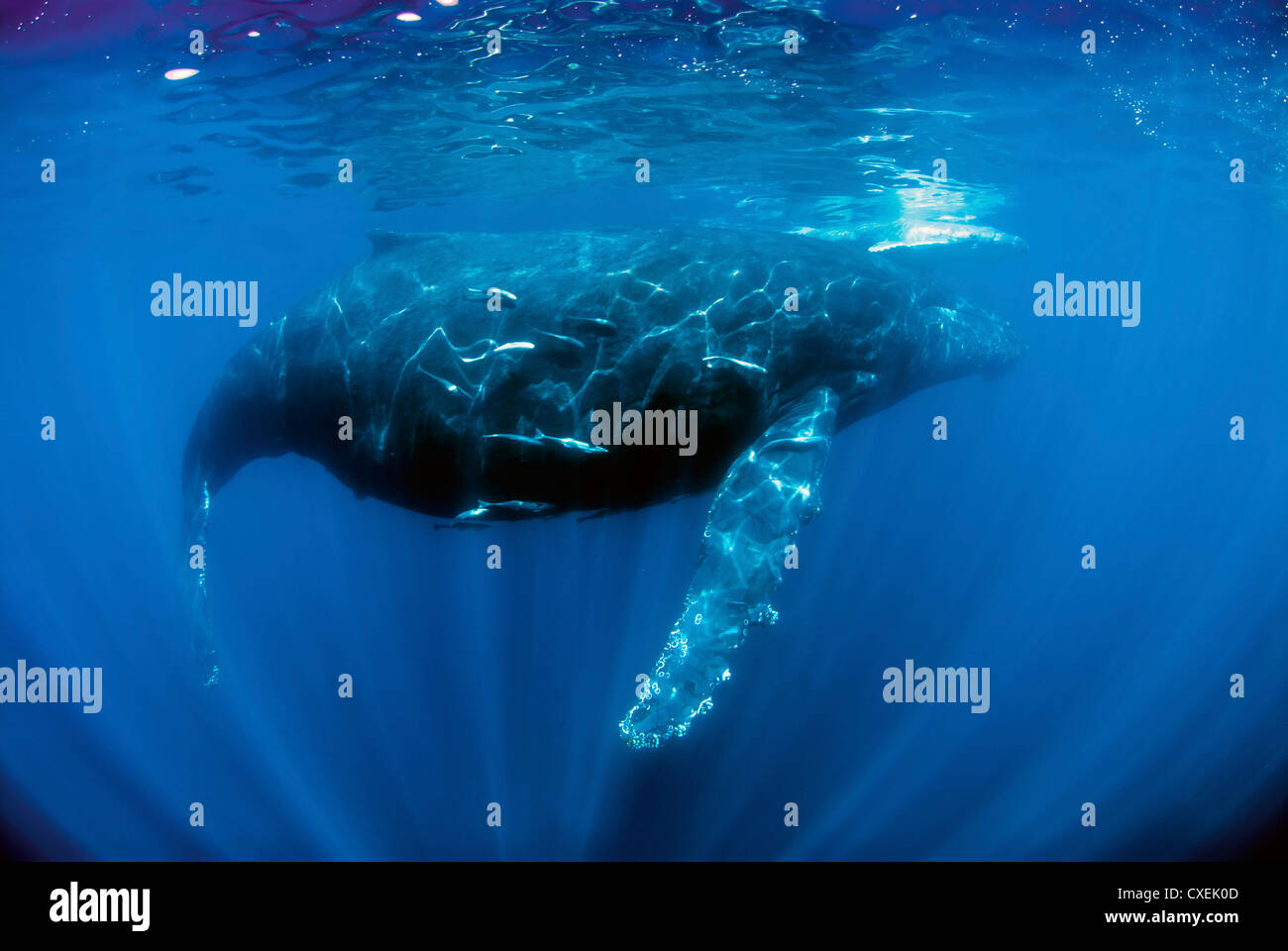 Blue whale underwater hi-res stock photography and images - Alamy